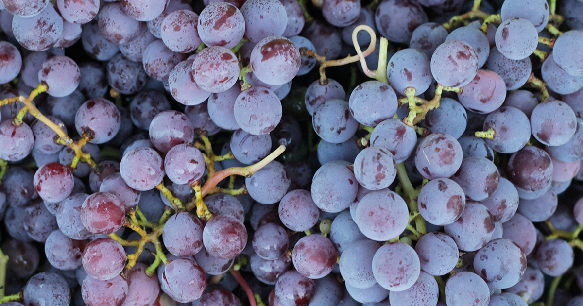 Indiana Winemaker's Philosophy | Oliver Winery & Vineyards