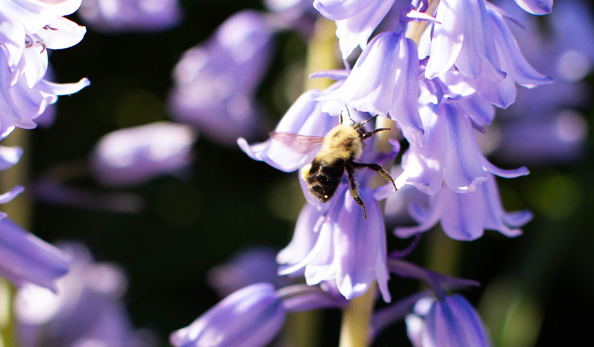 Oliver Winery | Wine Club | Cellar Club, Spring 2025