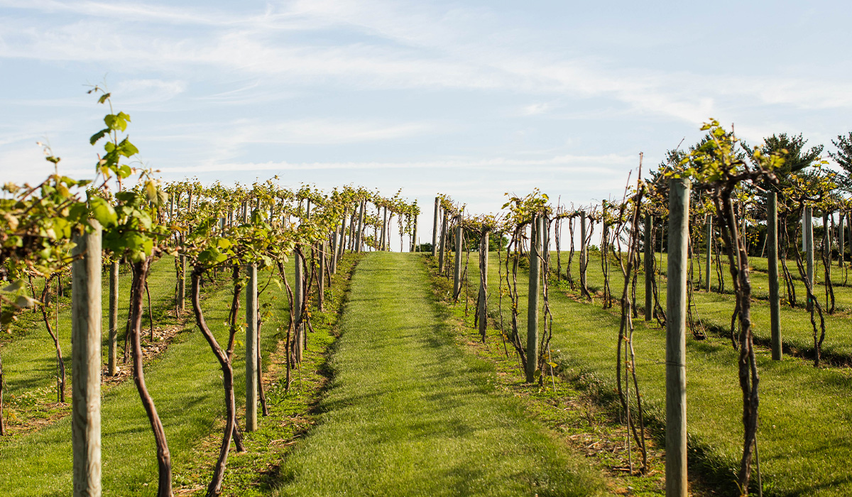 Oliver Winery | Wine Club | Creekbend Club, Spring 2025